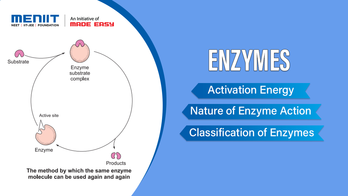 Enzymes - Zoology | CLASS XI - MENIIT