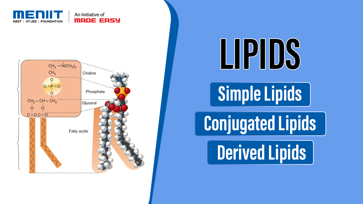 Simple Lipid Structure Diagram Lipids Biomacromolecules