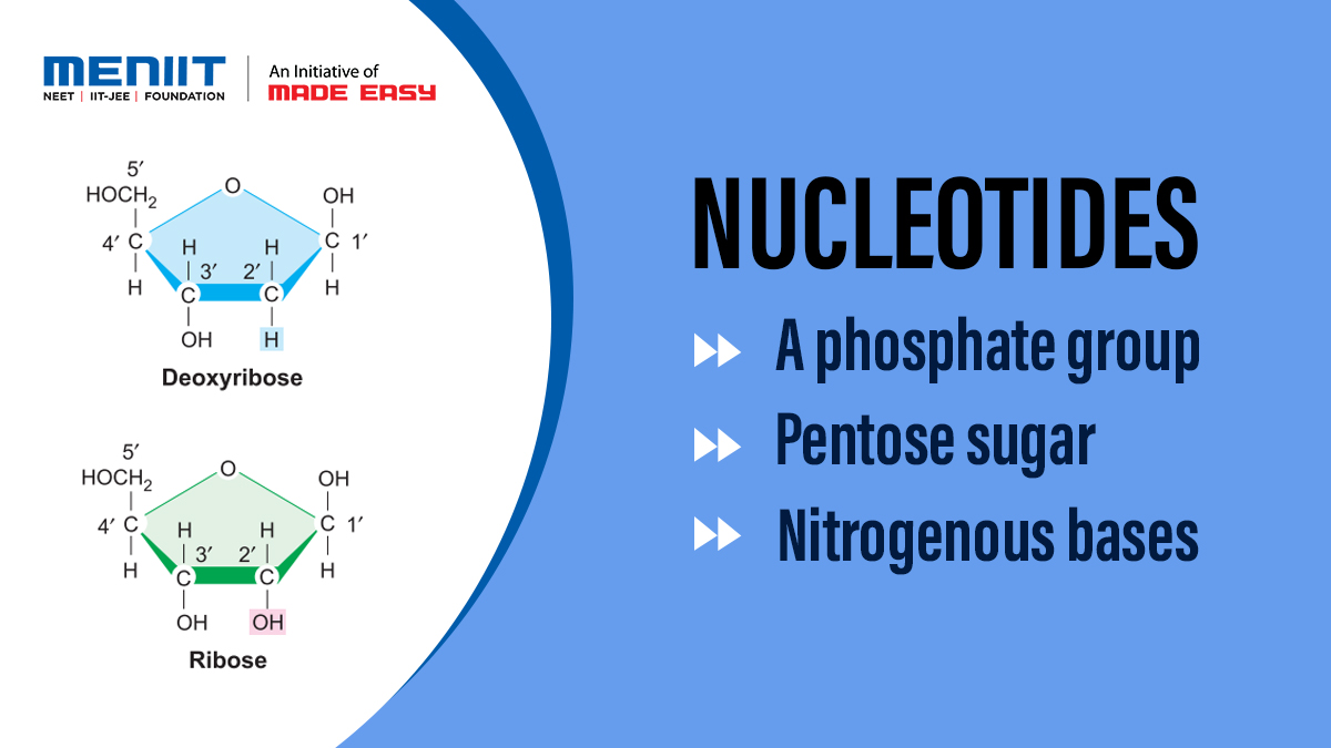 Nucleotides - Zoology | CLASS XI - MENIIT