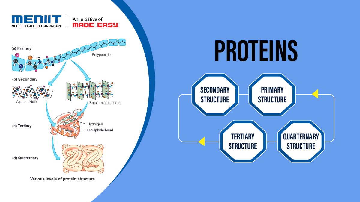 Proteins - Zoology | CLASS XI - MENIIT