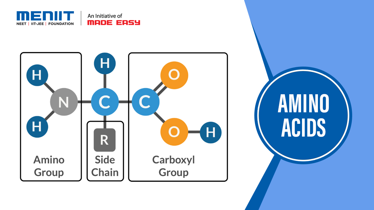 Amino Acids - Zoology | CLASS XI - MENIIT