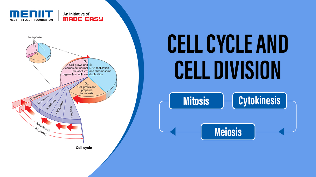 Cell Cycle And Cell Division - Zoology | CLASS XI - MENIIT